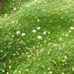 Sagina subulata - Sternmoos - Der Service Gärtner - Gartengestaltung ...